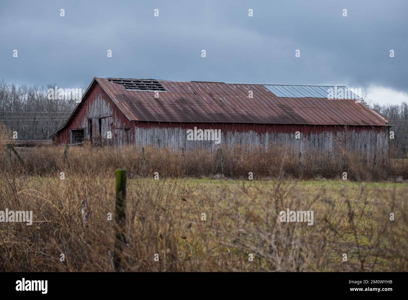 Empty and neglected old tattered barn in a once was farm being hidden ...