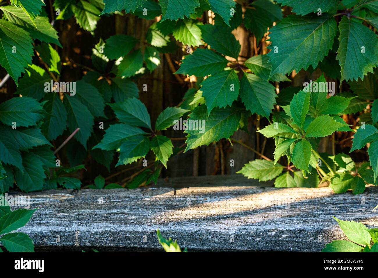 Natural wooden scene for presentation and exhibitions on dark green ...