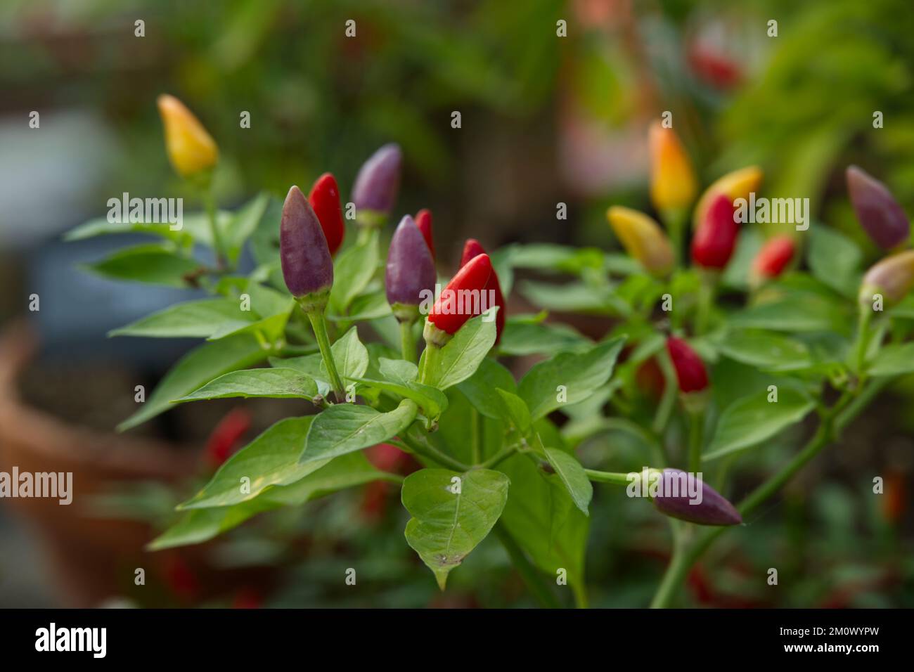 Tabasco pepper plant hi-res stock photography and images - Alamy