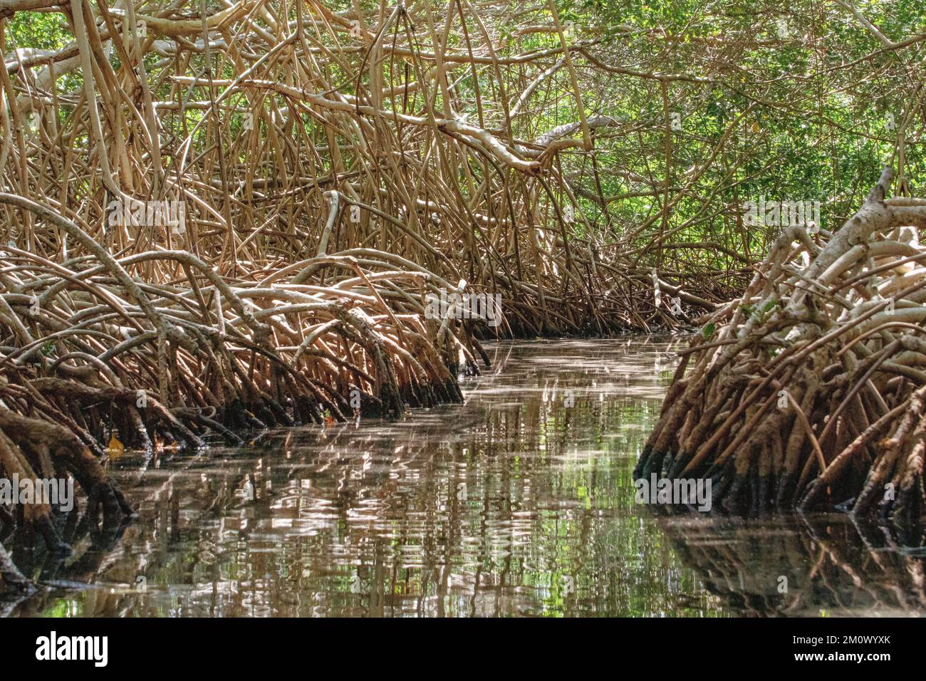 A protected mangrove reserve in the Rosario Islands, a natural ...