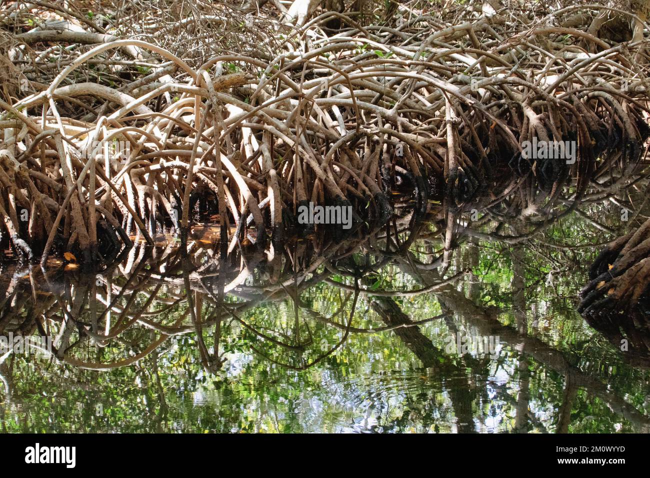 A protected mangrove reserve in the Rosario Islands, a natural ...