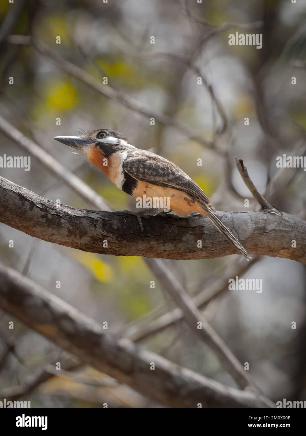 Colombian bird sanctuary hi-res stock photography and images - Alamy