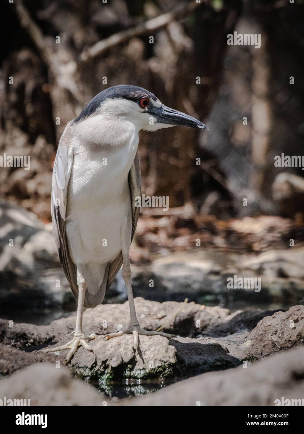 A black-crowned night heron in the Colombian Bird Sanctuary located in ...