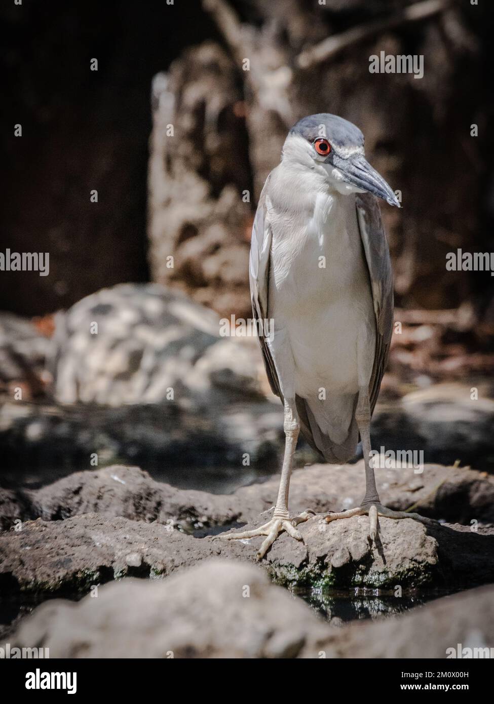 A black-crowned night heron in the Colombian Bird Sanctuary located in ...