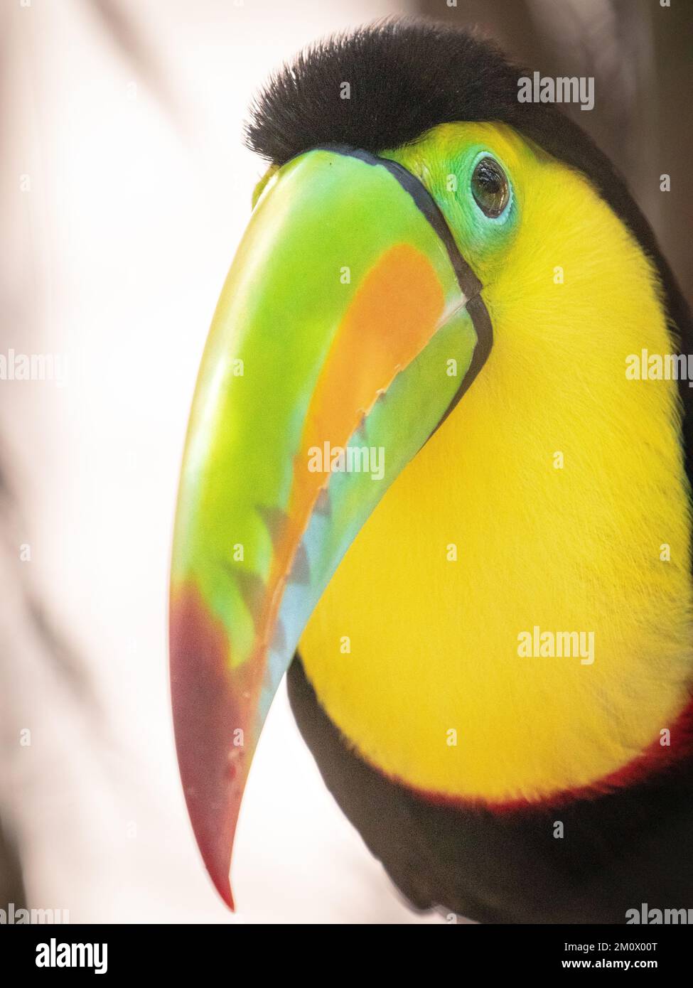 A closeup of a toucan in the Colombian Bird Sanctuary Stock Photo - Alamy