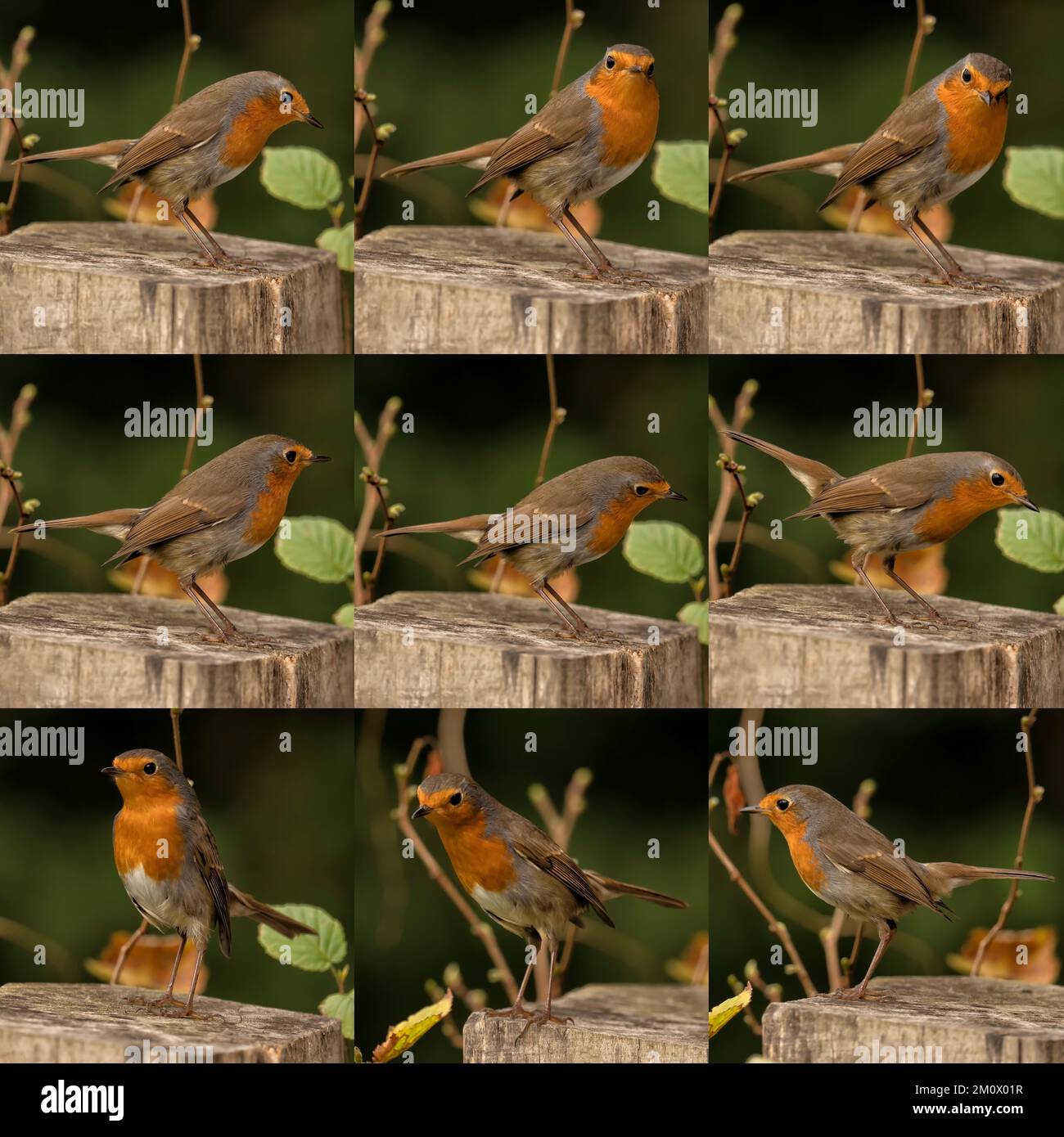 Collage bird hi-res stock photography and images - Alamy