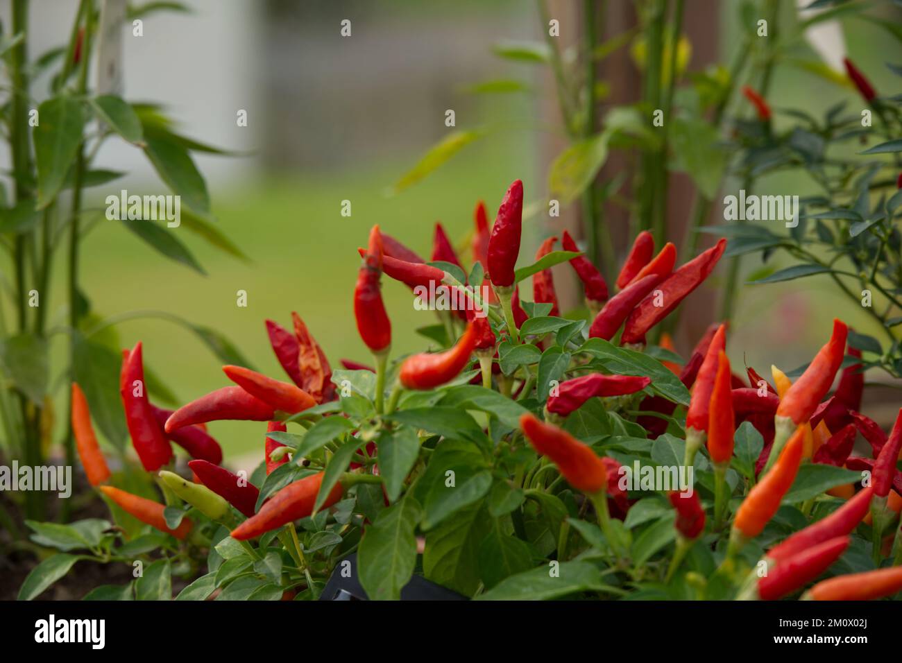 Chilli hot rod hi-res stock photography and images - Alamy