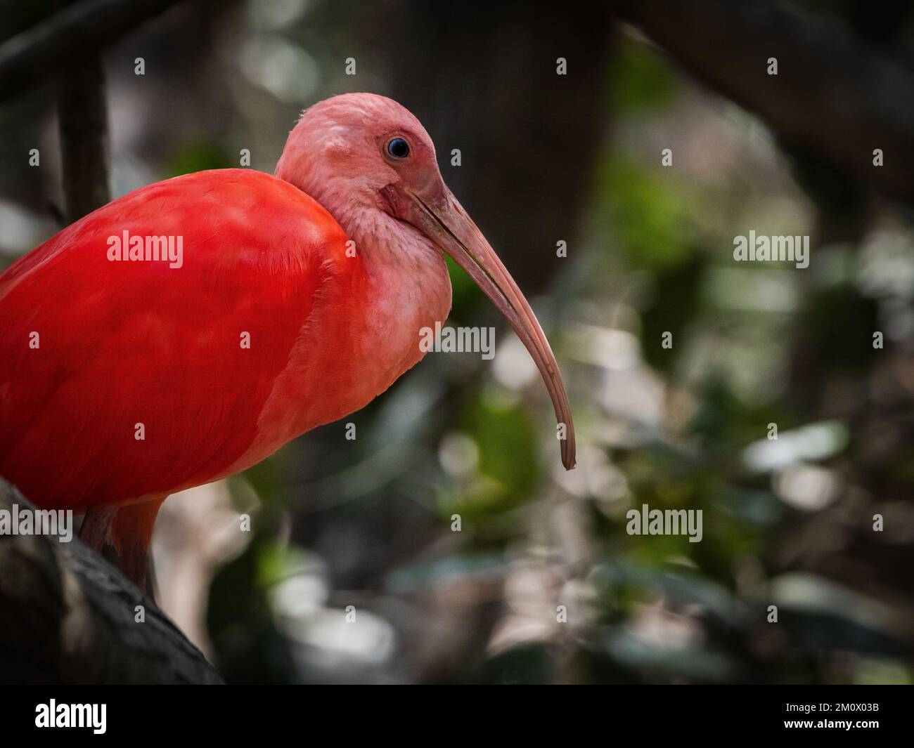 A beautiful scarlet ibis in the Colombian Bird Sanctuary located in ...