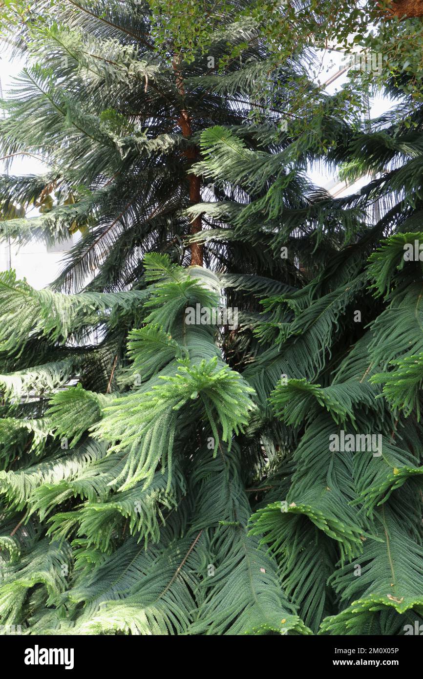 A towering Norfolk Island Pine tree, Araucaria heterophylla ...