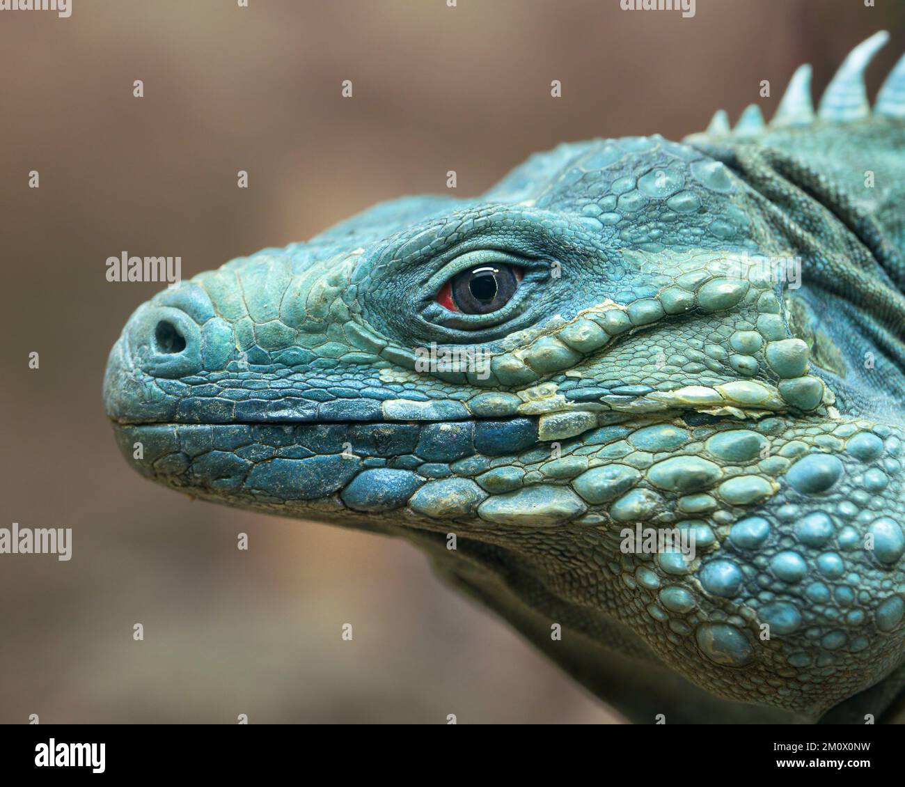 Grand Cayman blue iguana closeup profile portrait Stock Photo - Alamy