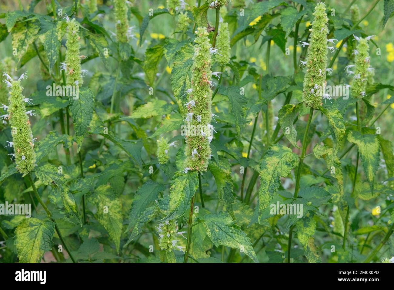 Anise hyssop. Gentle summer flowers on blurred background of green ...