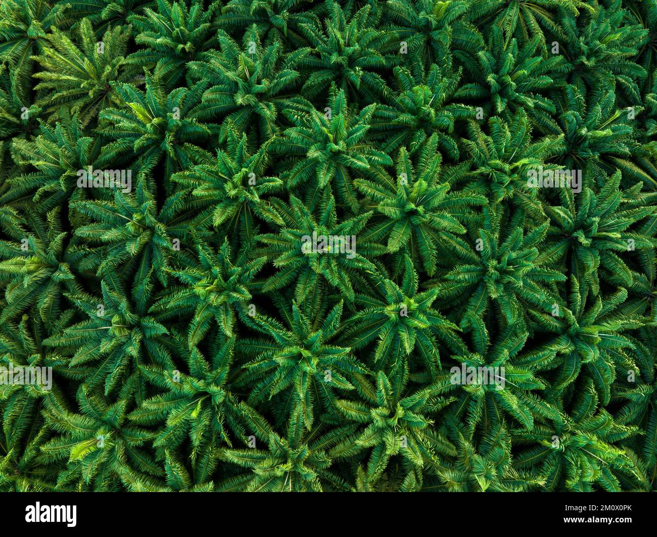 Tree planting drone hi-res stock photography and images - Alamy