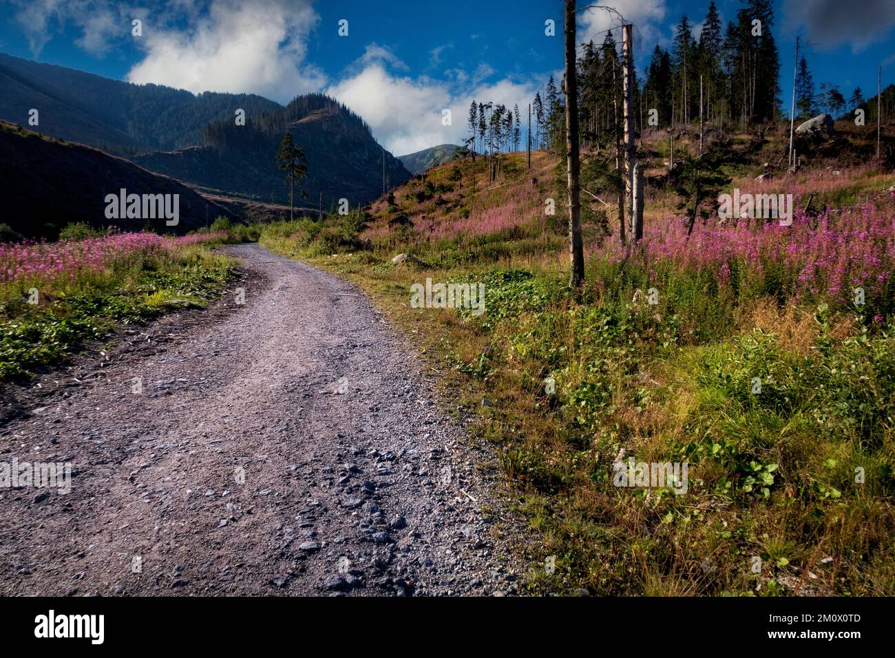 nature seasonal background stone path through the autumn foothill ...