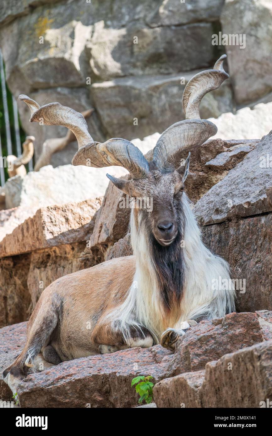 Close-up portrait of Markhor, Capra falconeri, wild goat native to ...