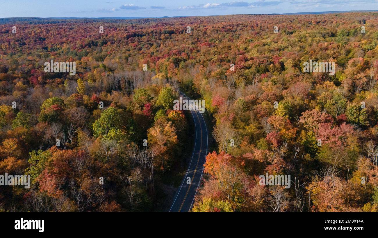 An autumnal scenery of the road lined with dense forest in McKean ...