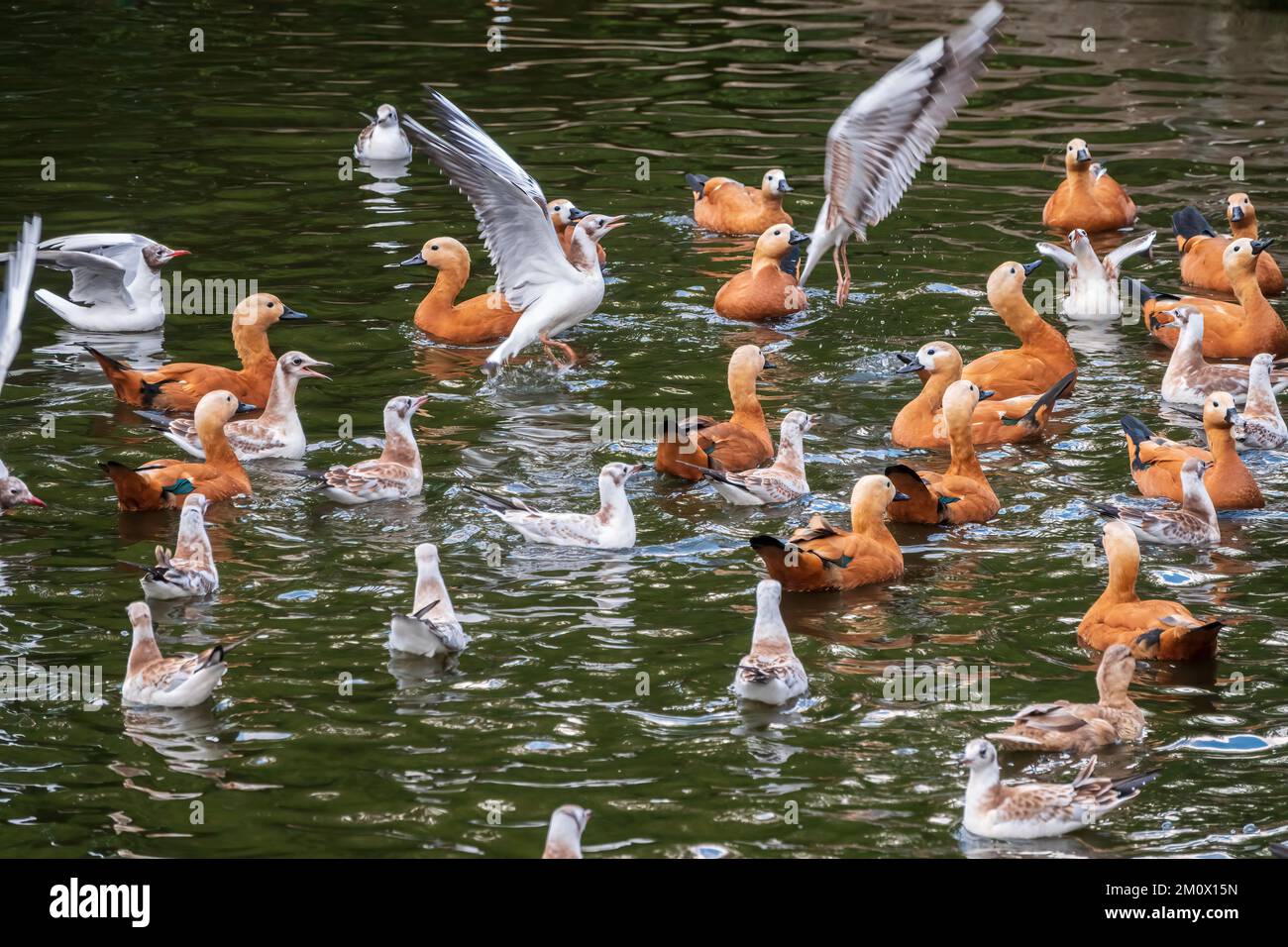 A flock of shelducks and seagulls swim in the water. Group of common ...