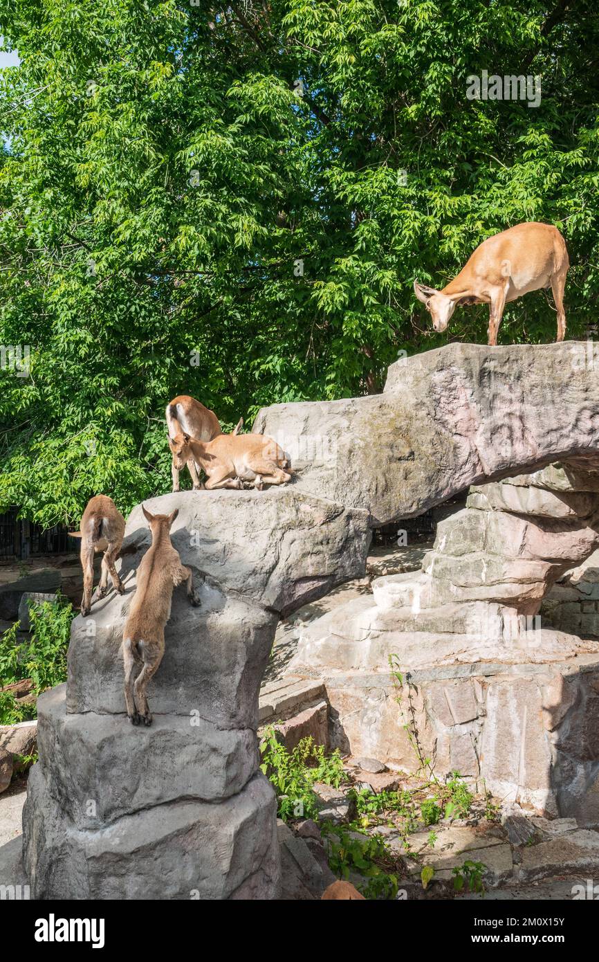 Markhor goatlings jump on the rocks. Markhor, Capra falconeri, wild ...