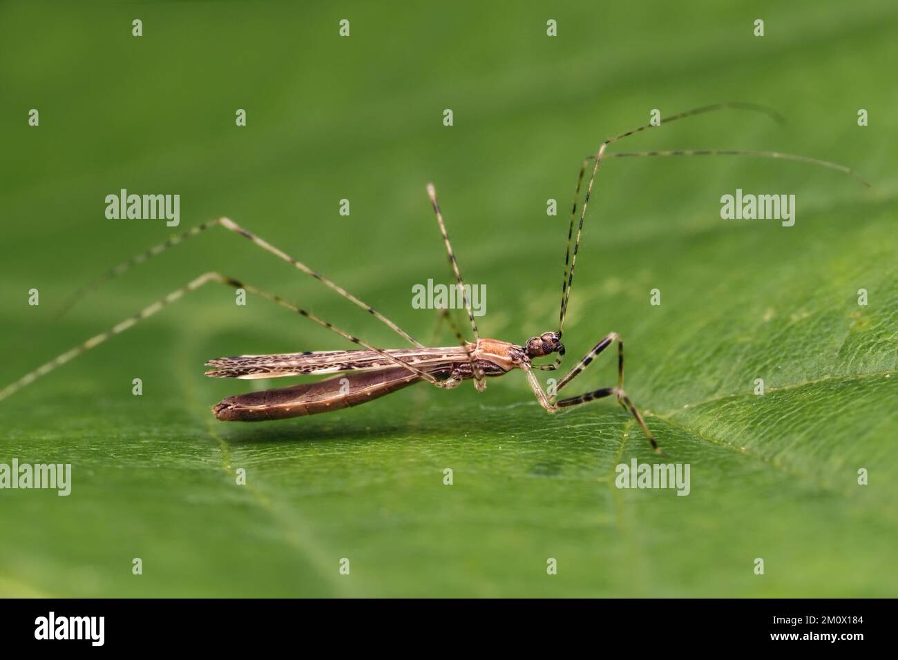Empicoris vagabundus thread-legged bug at rest on leaf. Tipperary ...