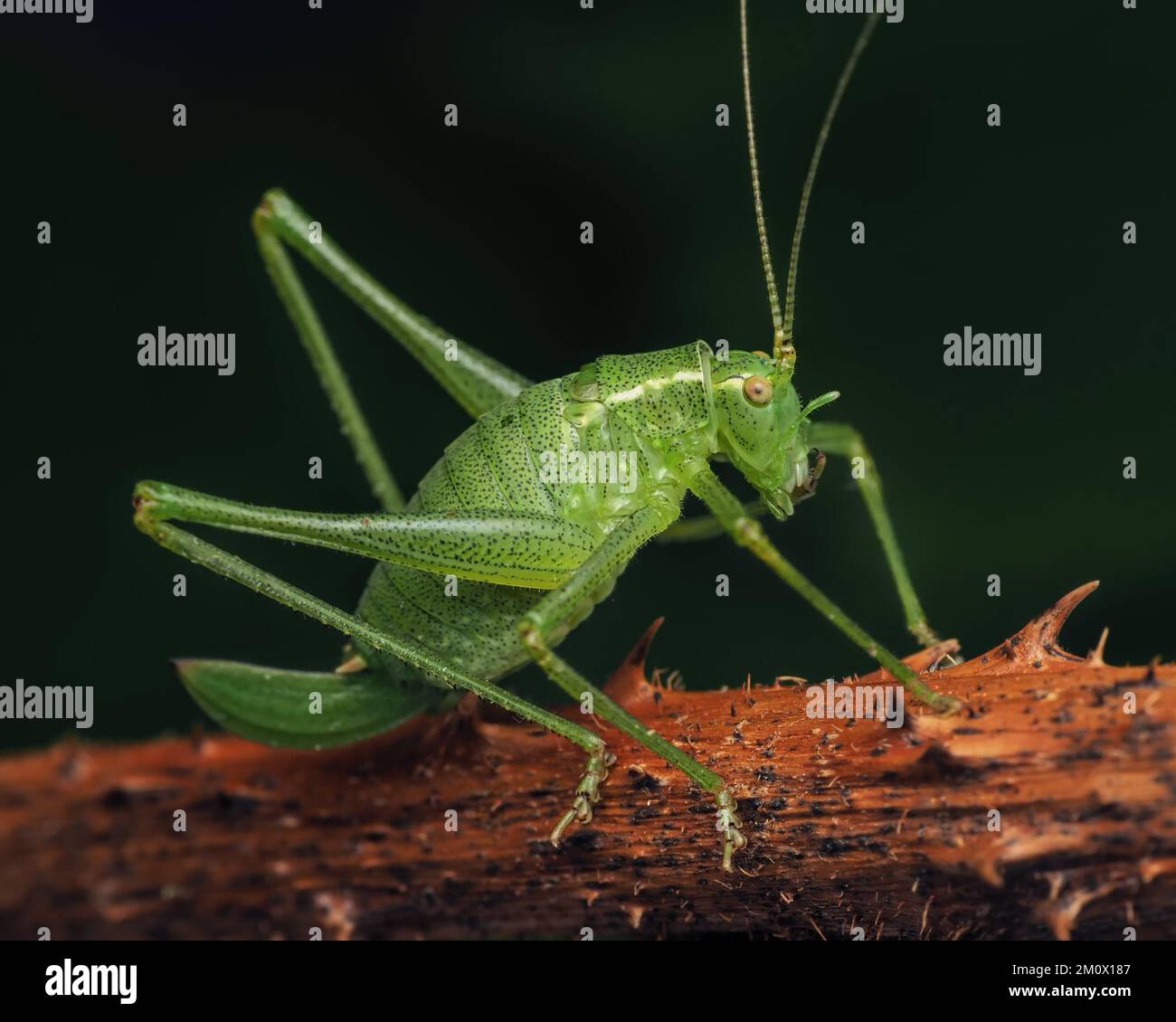 Female Speckled Bush Cricket (Leptophyes punctatissima) perched on ...