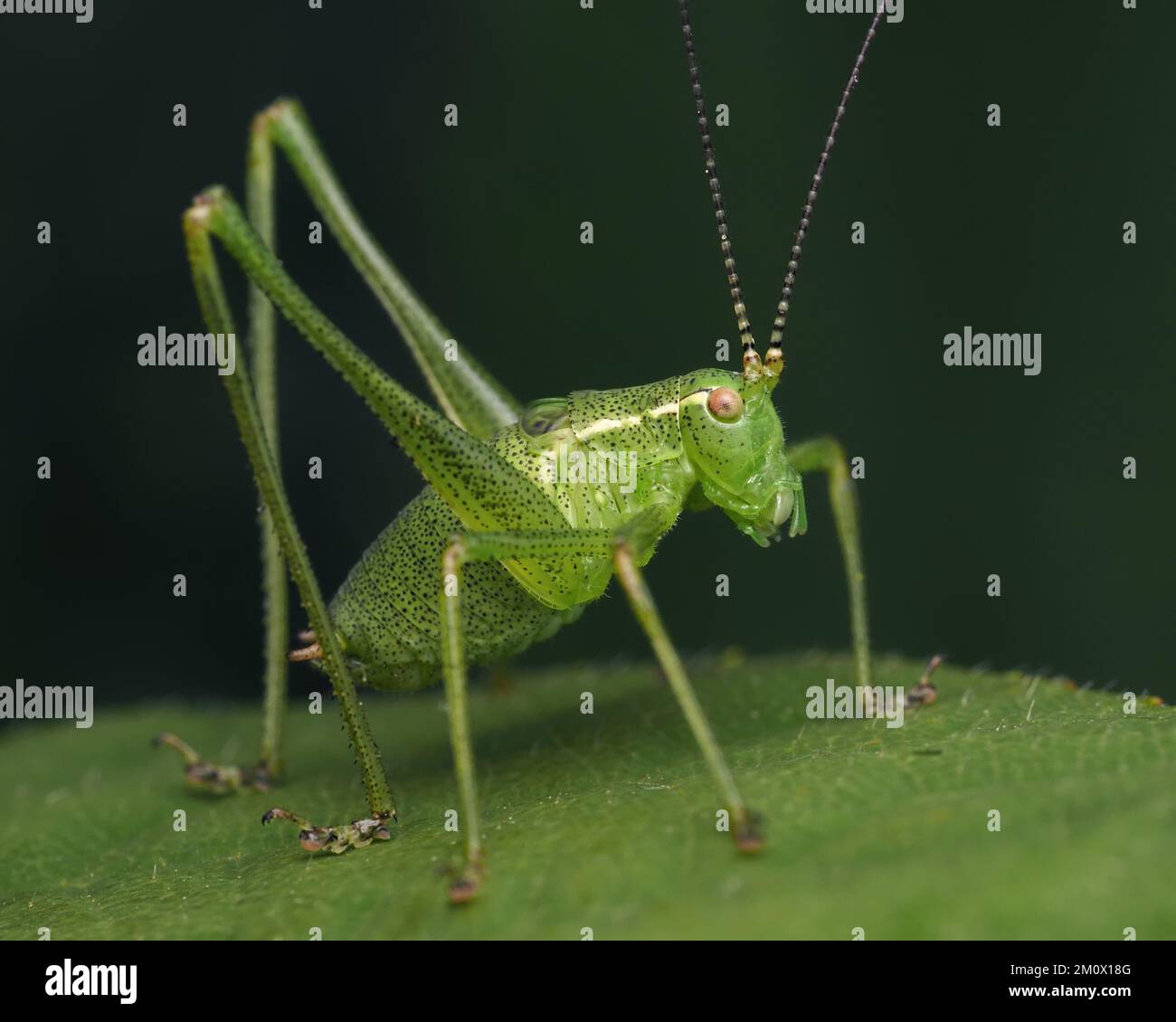 Male Speckled Bush Cricket (Leptophyes punctatissima) at rest on ...