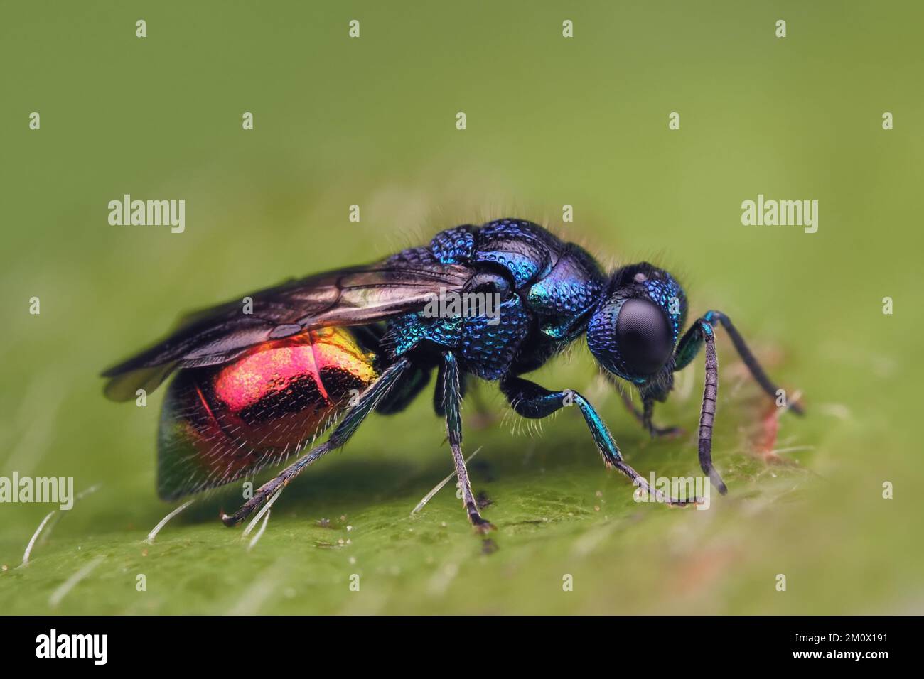 Pseudomalus auratus Ruby-tailed Wasp at rest on leaf. Tipperary ...