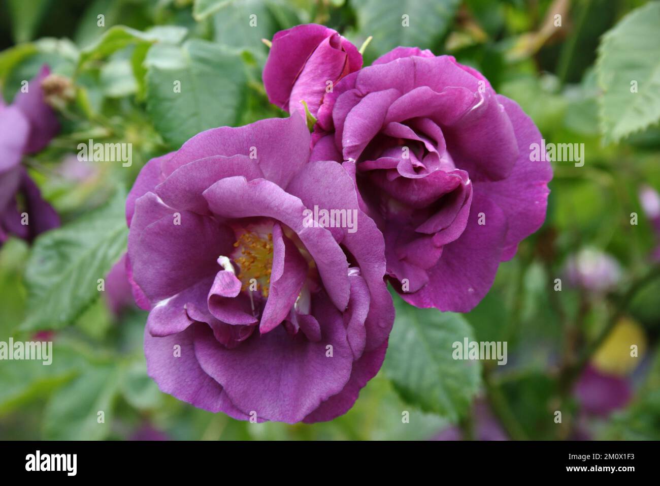 Floribunda rose 'Rhapsody in Blue' Stock Photo - Alamy