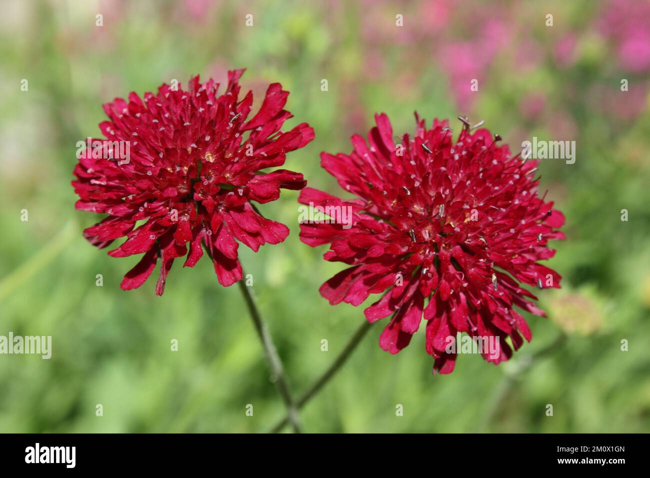Flowers of Macedonian Scabious (Knautia macedonica Stock Photo - Alamy