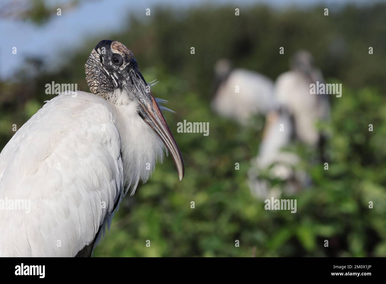 Wood Stork (Mycteria americana) Wakodahatchee Wetlands Florida USA ...