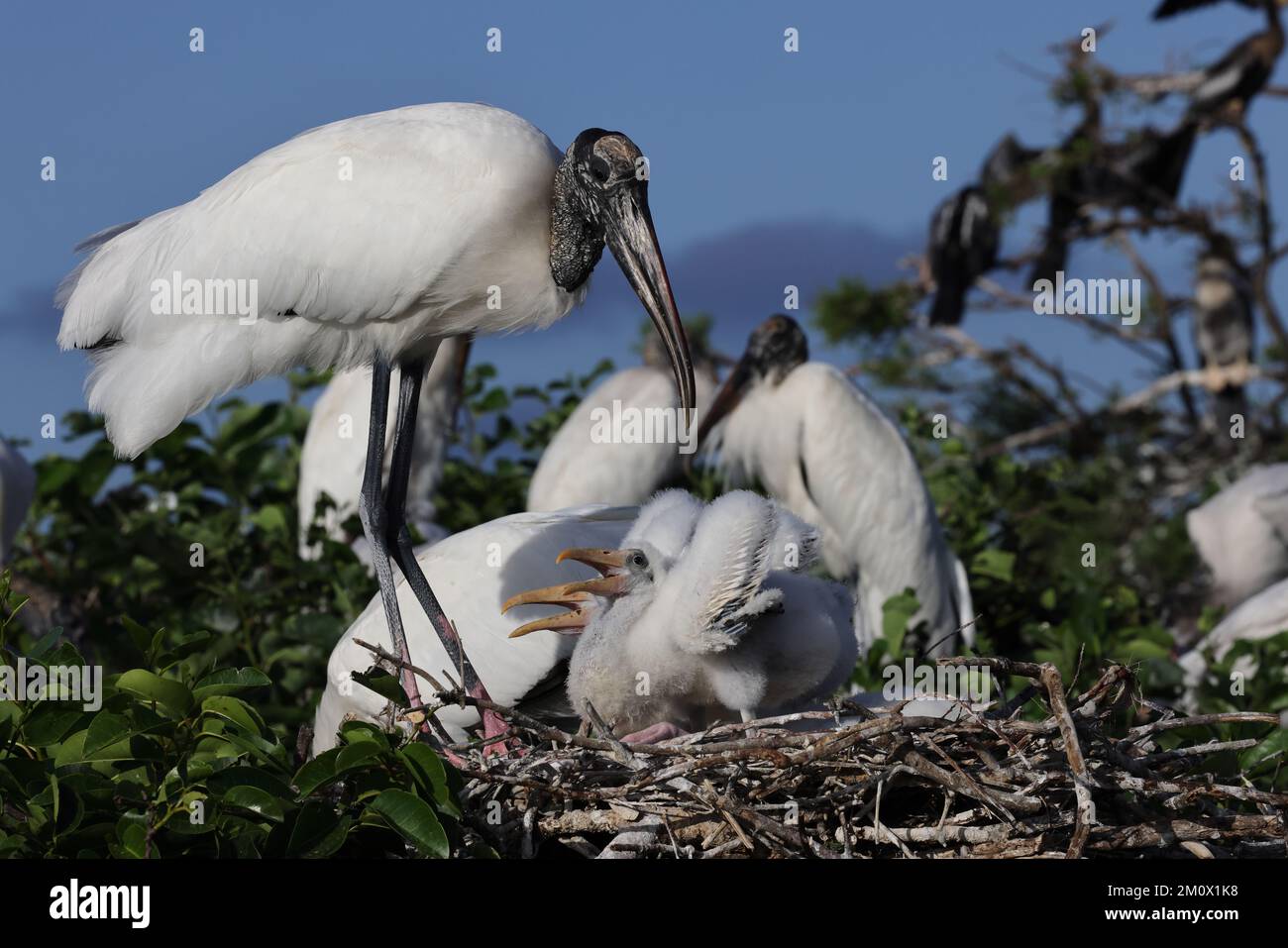 Wood Stork (Mycteria americana) Wakodahatchee Wetlands Florida USA ...