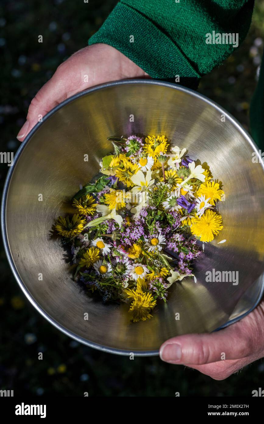 Metal cooking bowl filled with foraged edible flowers, Tuscany, Italy ...