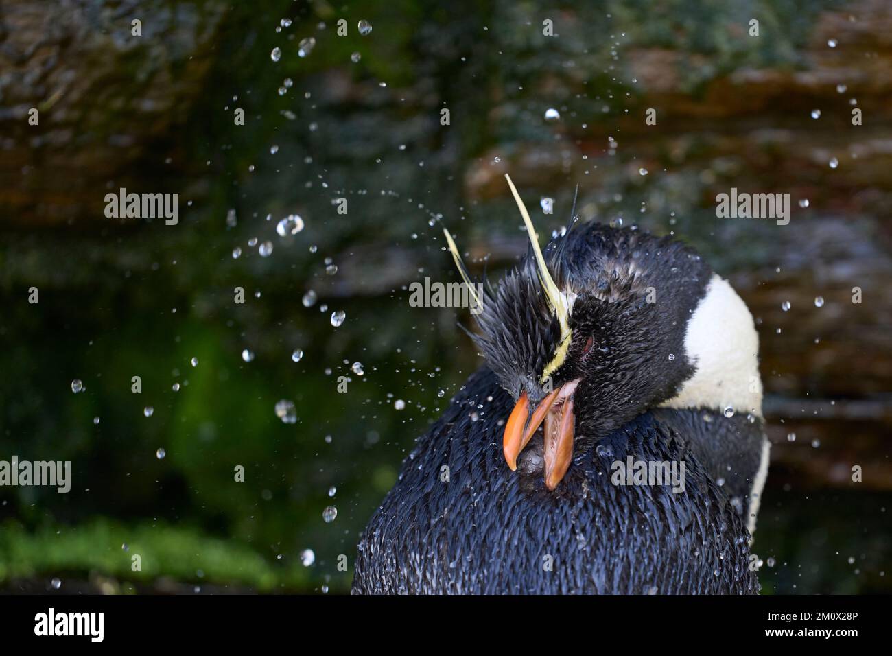 Rockhopper Penguin (Eudyptes chrysocome) having a shower under a ...