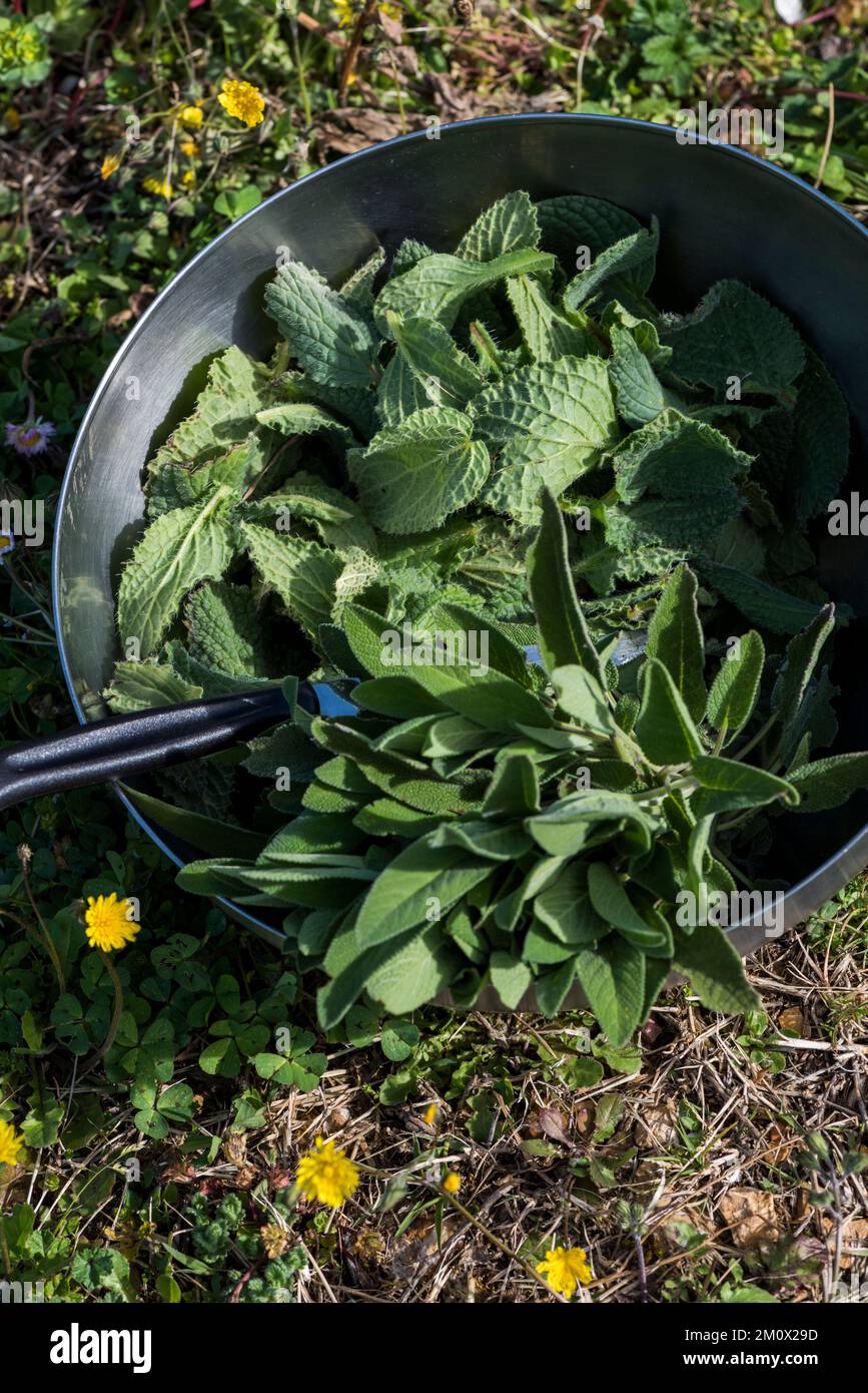 Borage Leaves