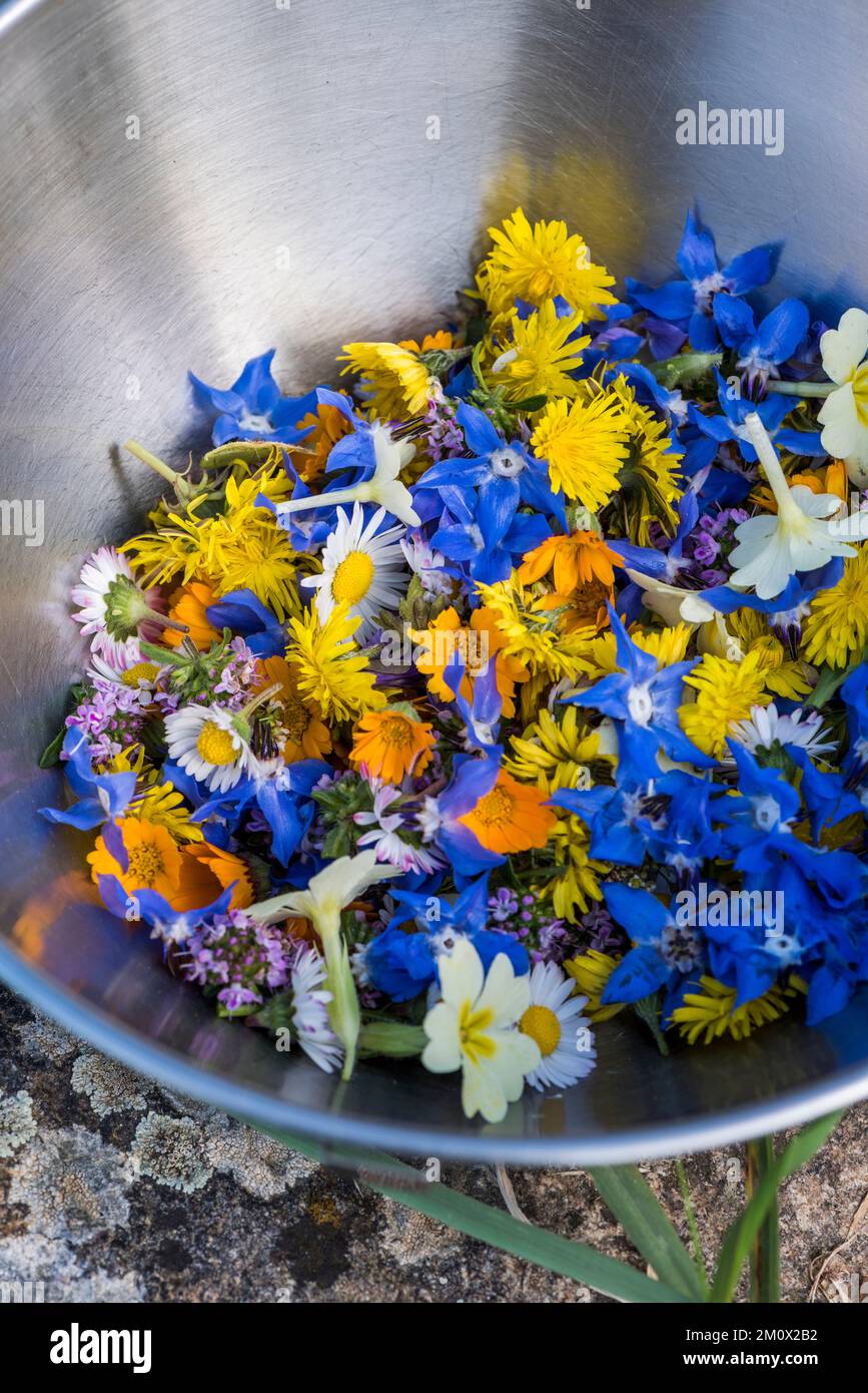 Foraged edible flowers in metal kitchen bowl, Italy Stock Photo - Alamy
