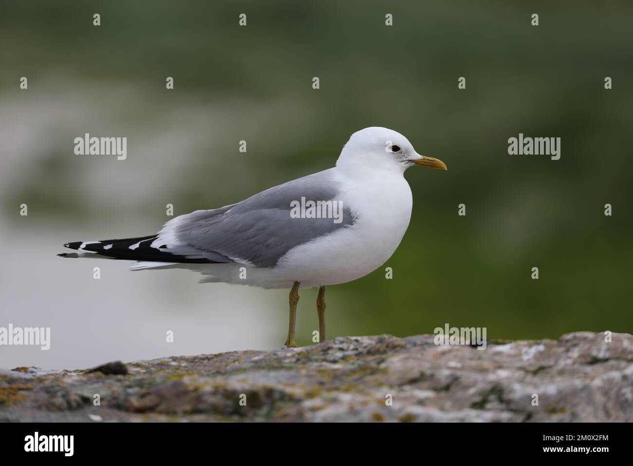 Common gull, Larus canus, Family Laridae, Bleik, Vesteralen Islands, Norway Stock Photo - Alamy