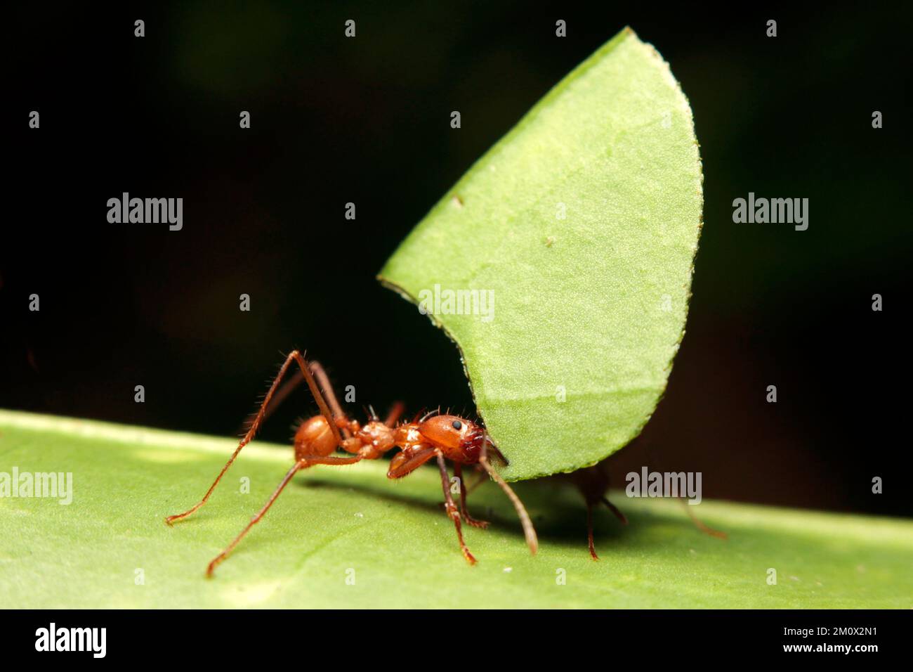 Leaf cutter ant hi-res stock photography and images - Alamy