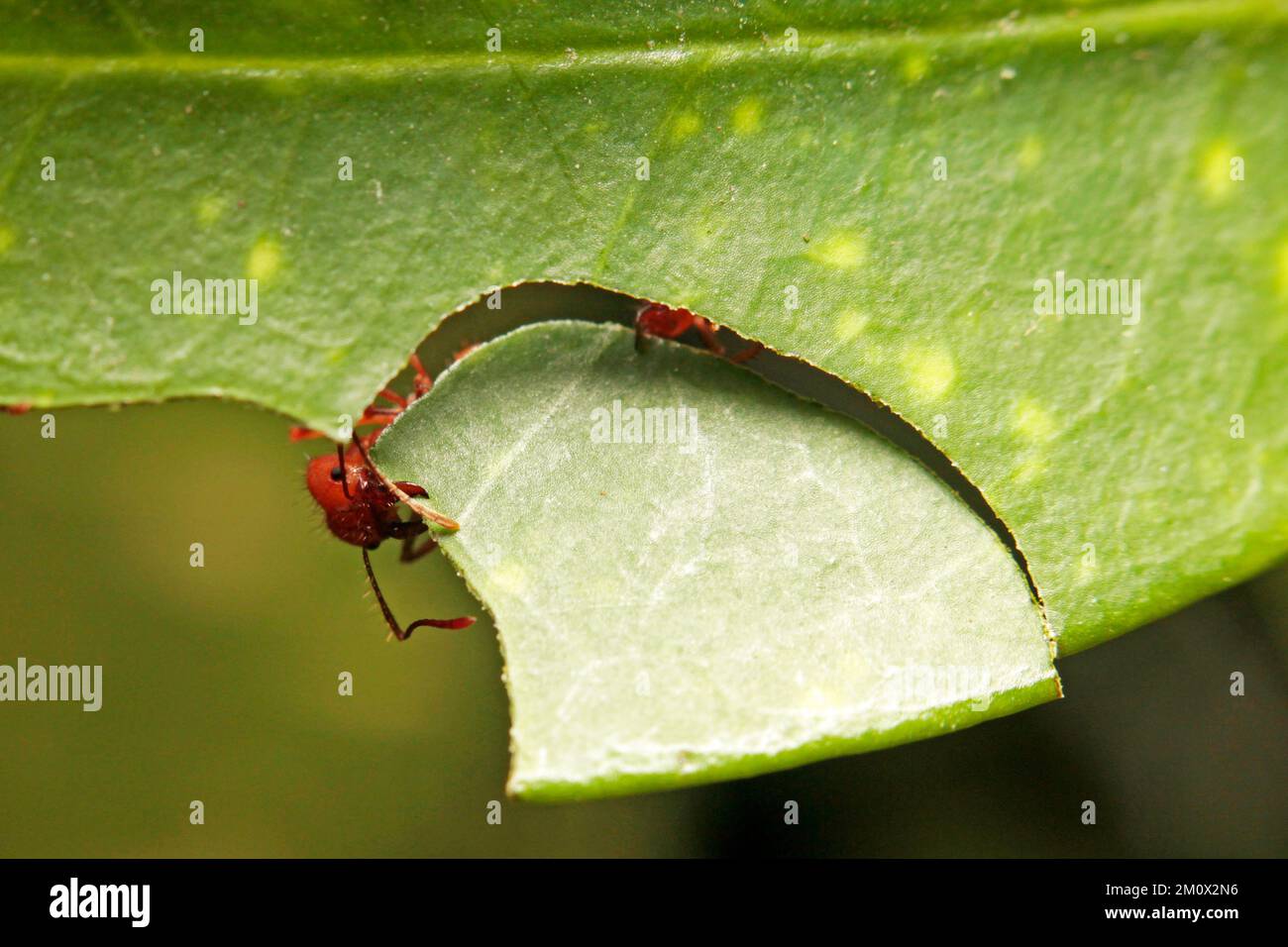 Macro of a blade-or leaf cutter ant Stock Photo - Alamy