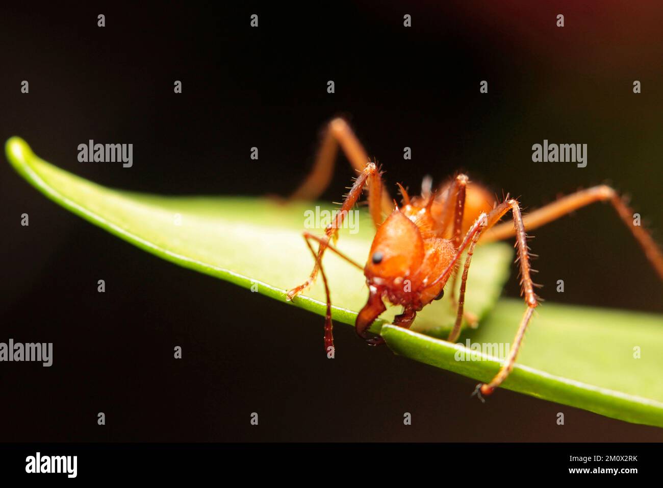 Macro of a blade-or leaf cutter ant Stock Photo - Alamy
