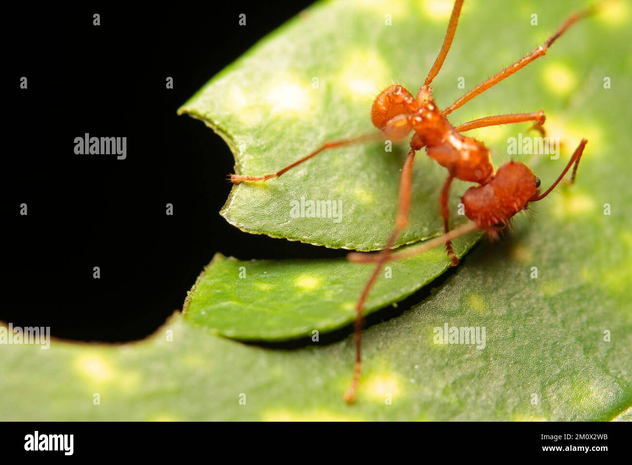 Macro of a blade-or leaf cutter ant Stock Photo - Alamy
