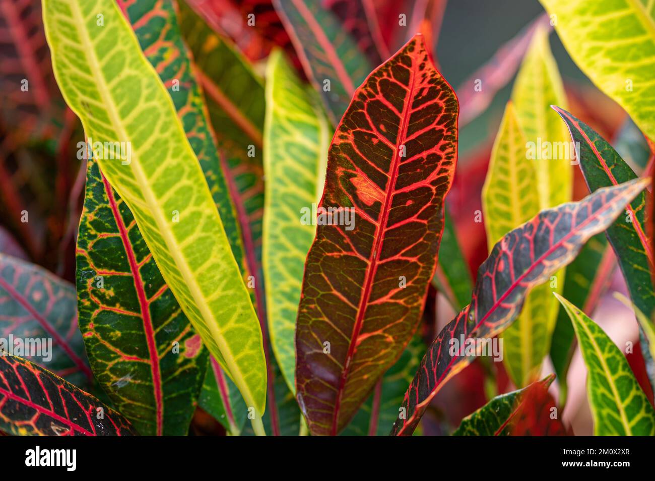 Multi coloured leaves of Codiaeum Petra plant, Mauritius Stock Photo ...