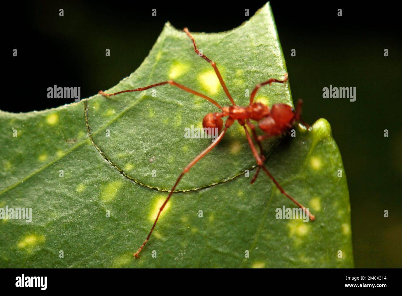 Leaf cutter ant hi-res stock photography and images - Alamy