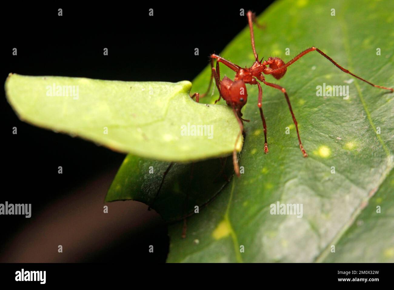 Macro of a blade-or leaf cutter ant Stock Photo - Alamy