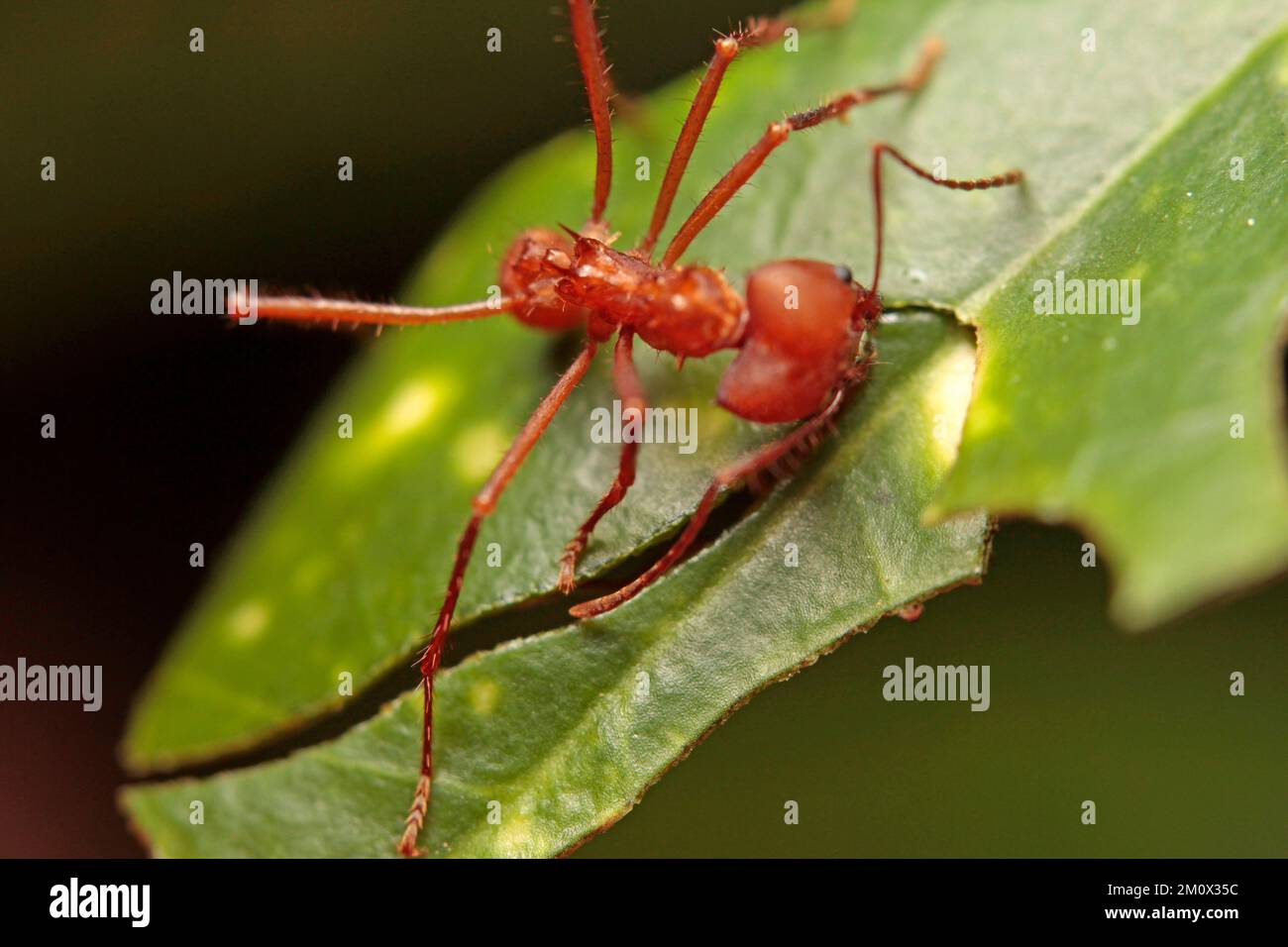 Macro of a blade-or leaf cutter ant Stock Photo - Alamy