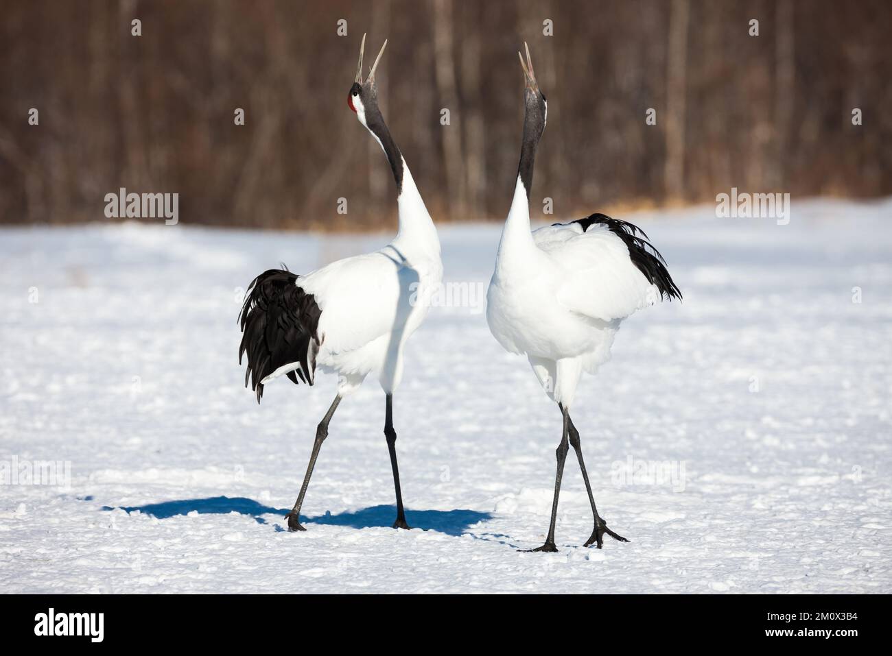 Japanese red head Tancho cranes in the snow - Hokkaido, Japan Stock ...