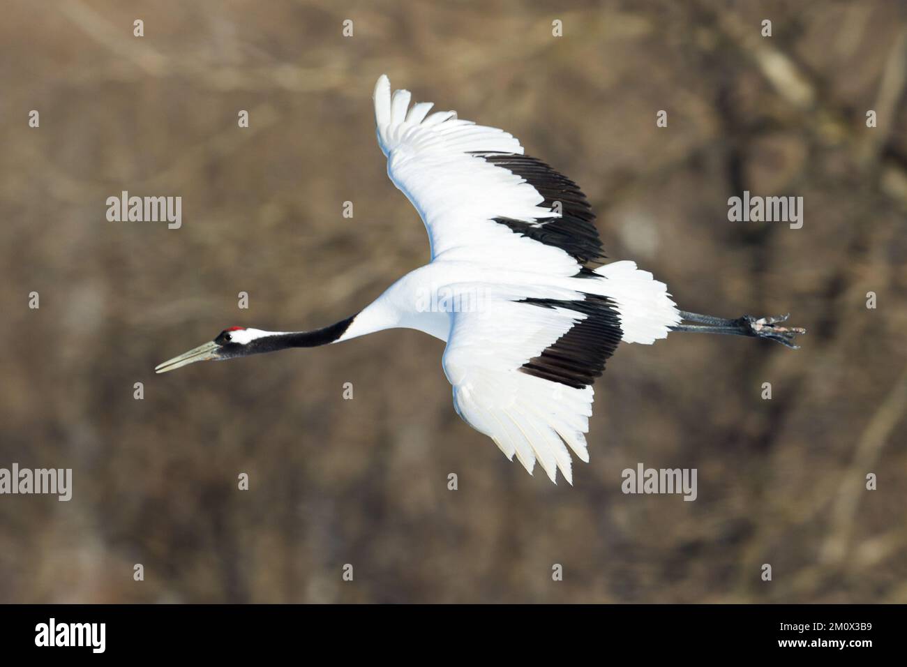 Japanese red head Tancho cranes in the snow - Hokkaido, Japan Stock ...