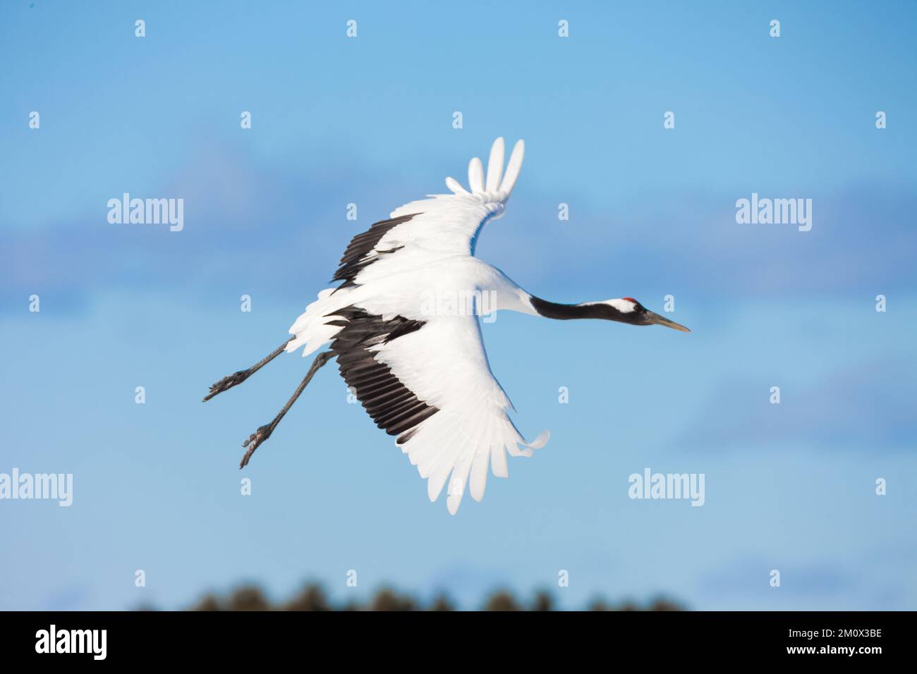 Japanese red head Tancho cranes in the snow - Hokkaido, Japan Stock ...