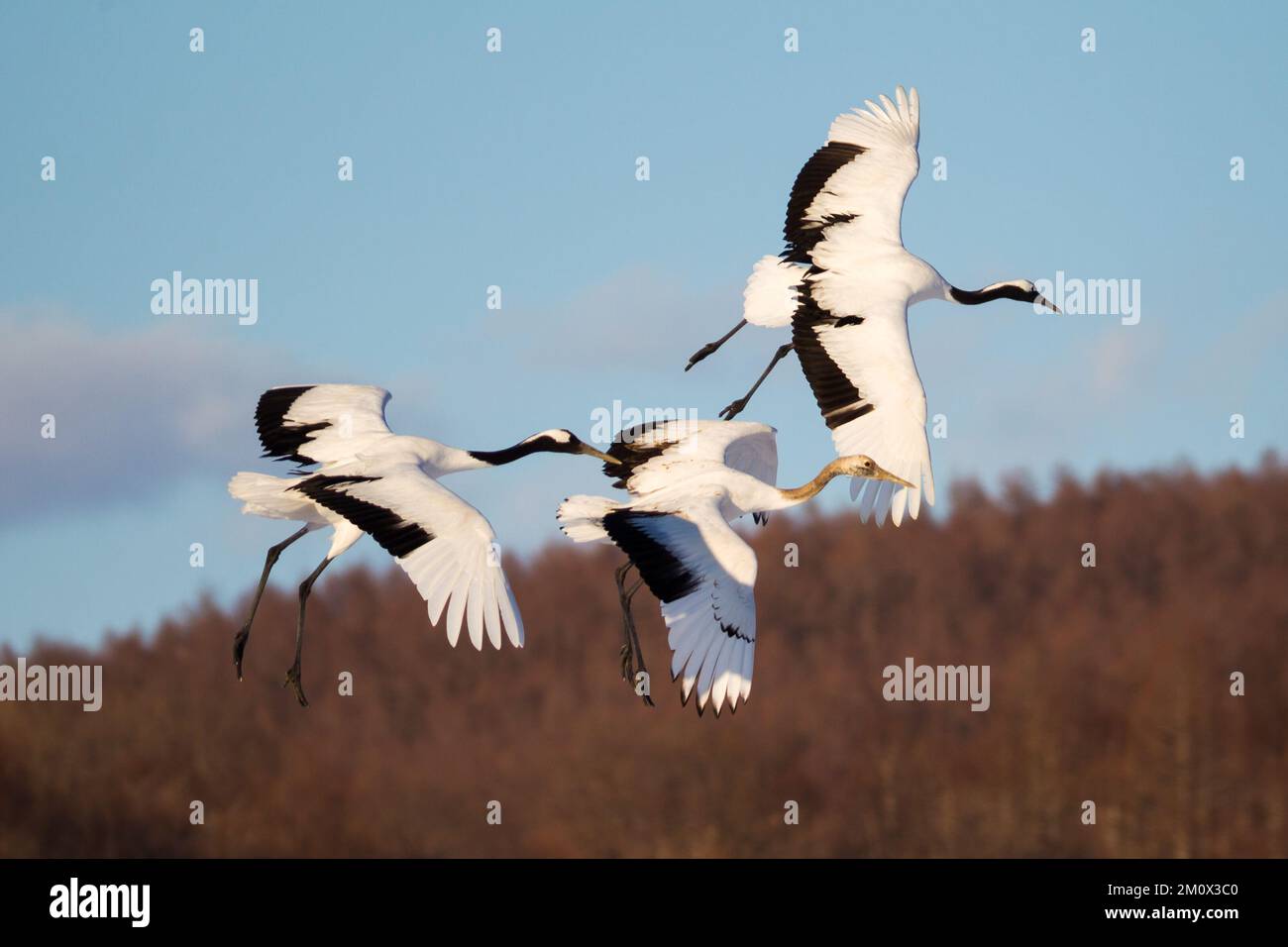 Japanese red head Tancho cranes in the snow - Hokkaido, Japan Stock ...