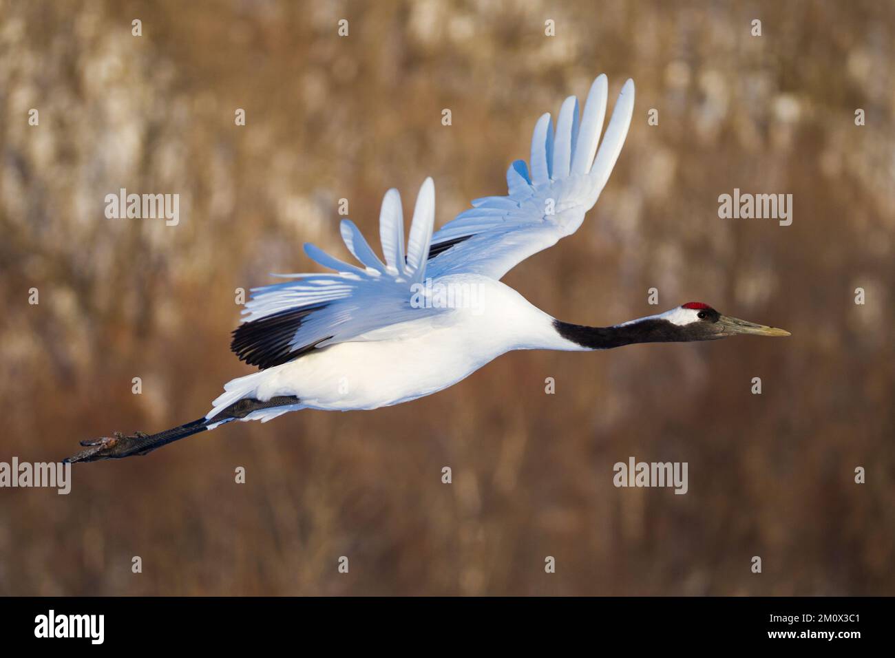Japanese red head Tancho cranes in the snow - Hokkaido, Japan Stock ...