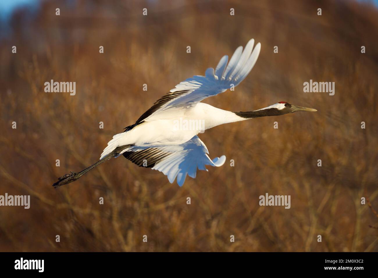 Japanese red head Tancho cranes in the snow - Hokkaido, Japan Stock ...