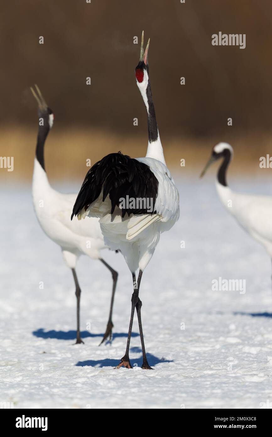 Japanese red head Tancho cranes in the snow - Hokkaido, Japan Stock ...