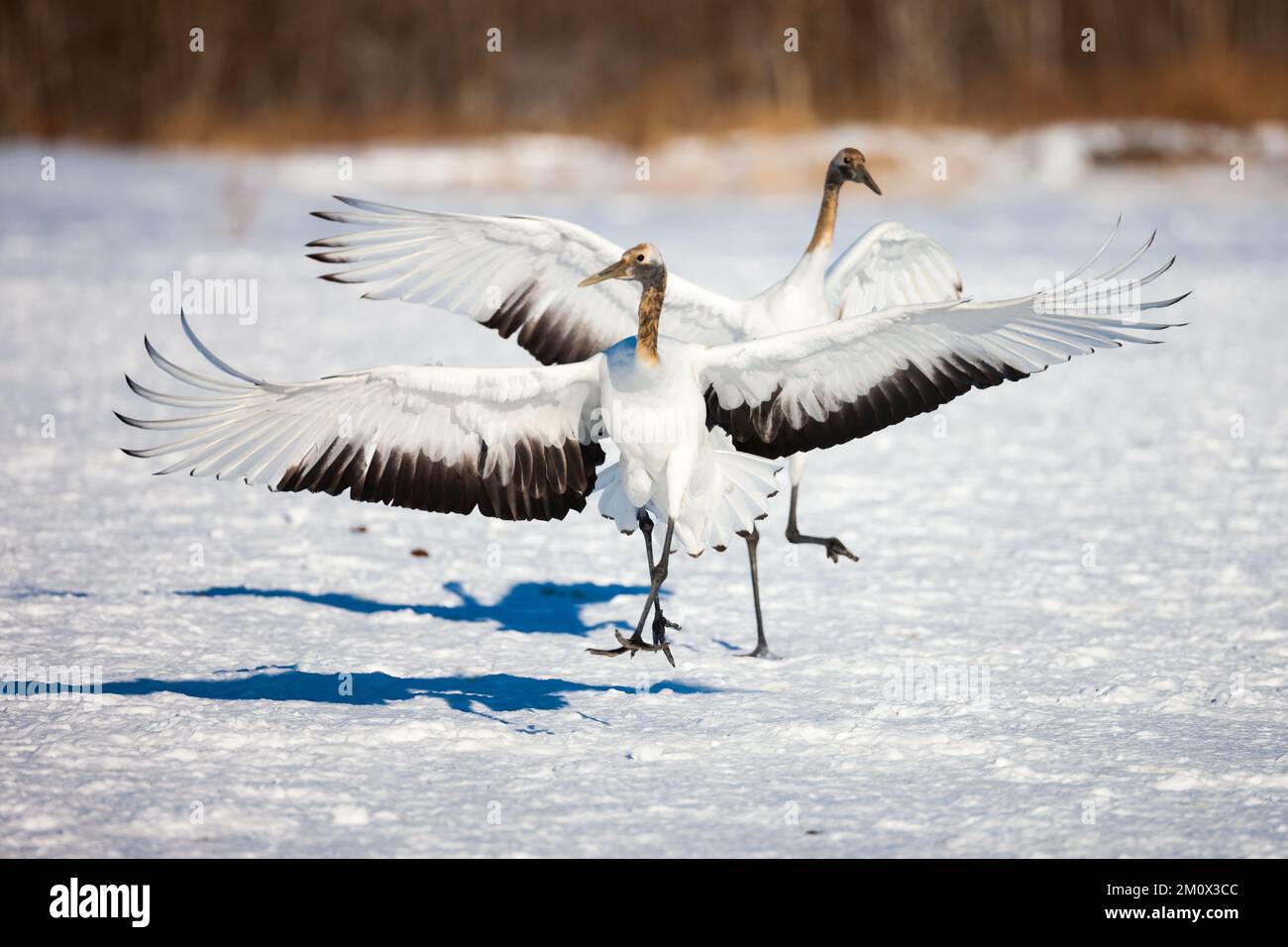 Japanese red head Tancho cranes in the snow - Hokkaido, Japan Stock ...